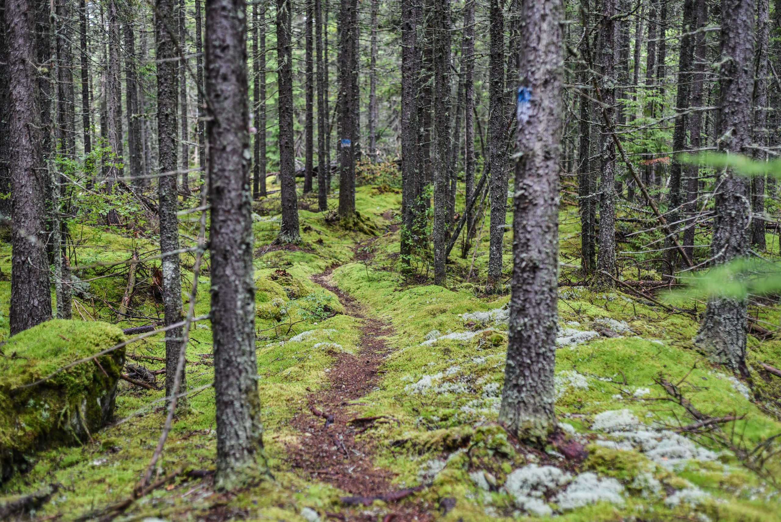 Service de cartographie - Rando Québec